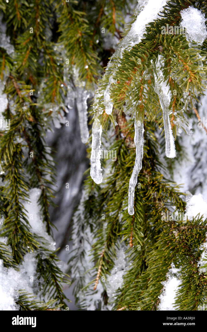frozen ice hanging from branches on pine tree Stock Photo - Alamy