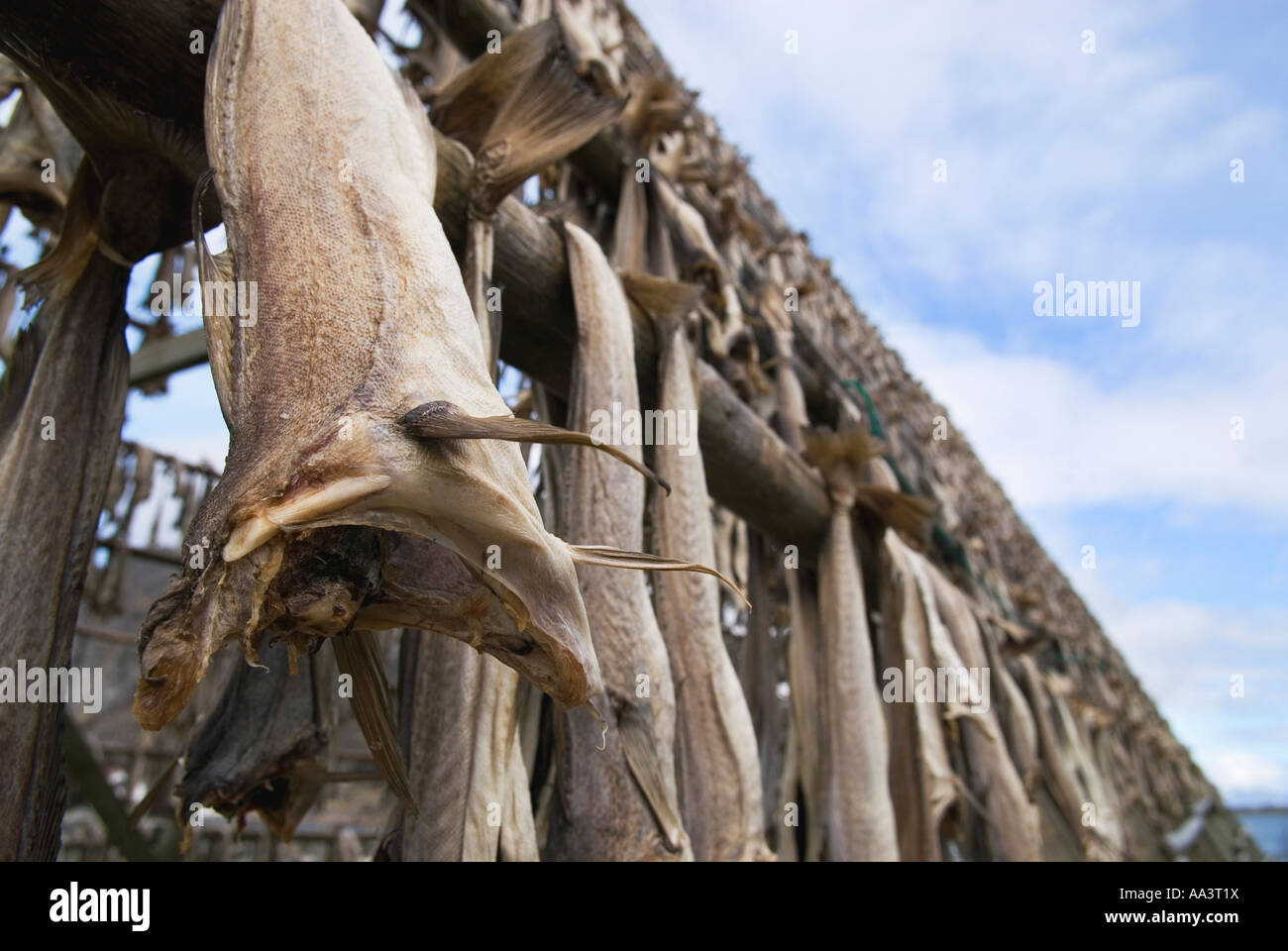 Cod Stockfish on wood drying racks Henningsvaer, Lofoten, Norway Stock ...