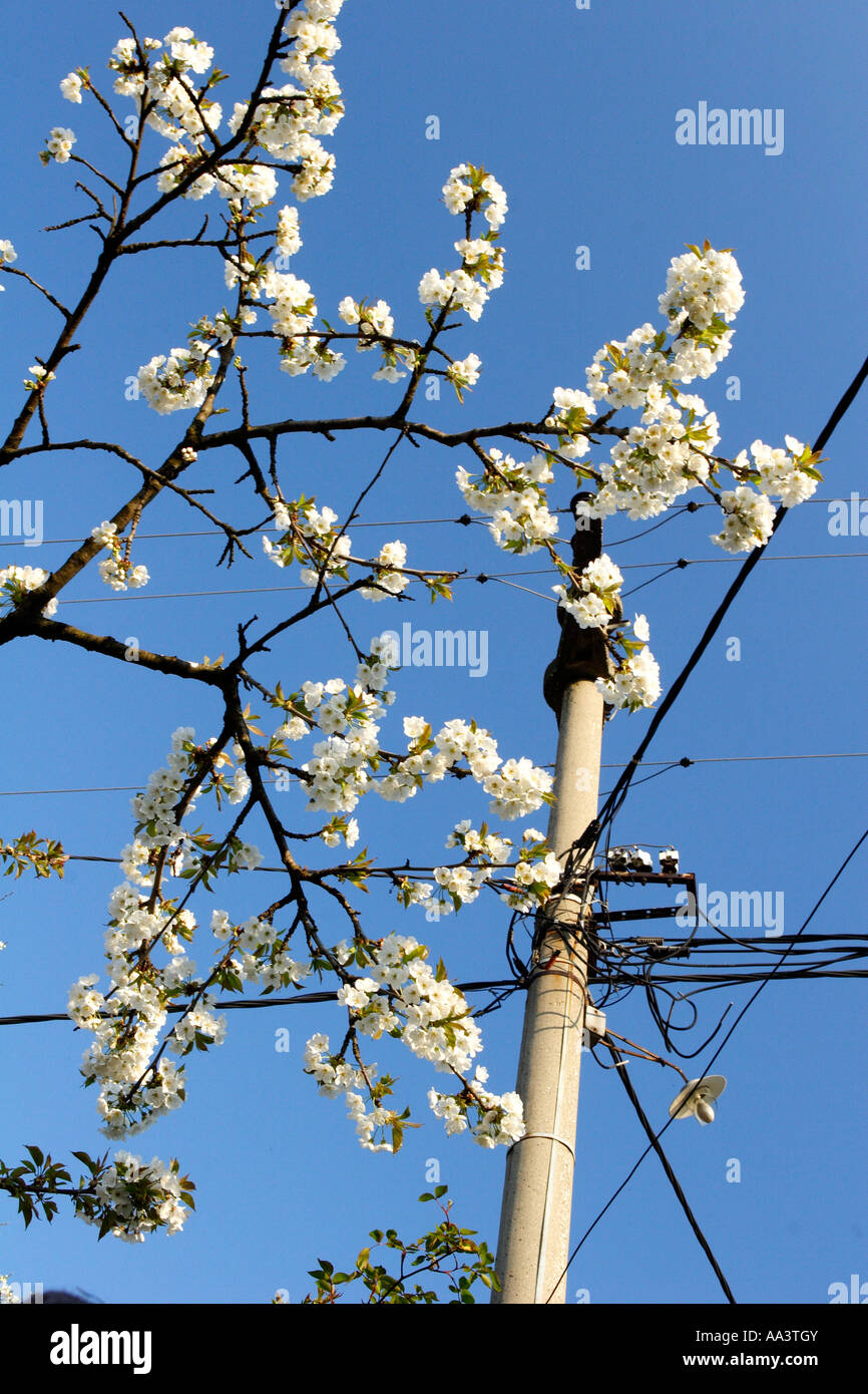 cherry blossom in spring Belgrade Serbia Stock Photo - Alamy