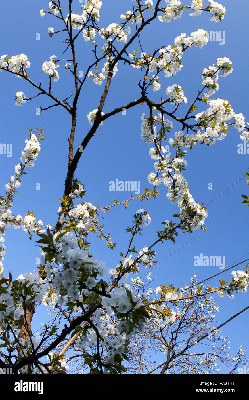 cherry blossom in spring Belgrade Serbia Stock Photo - Alamy