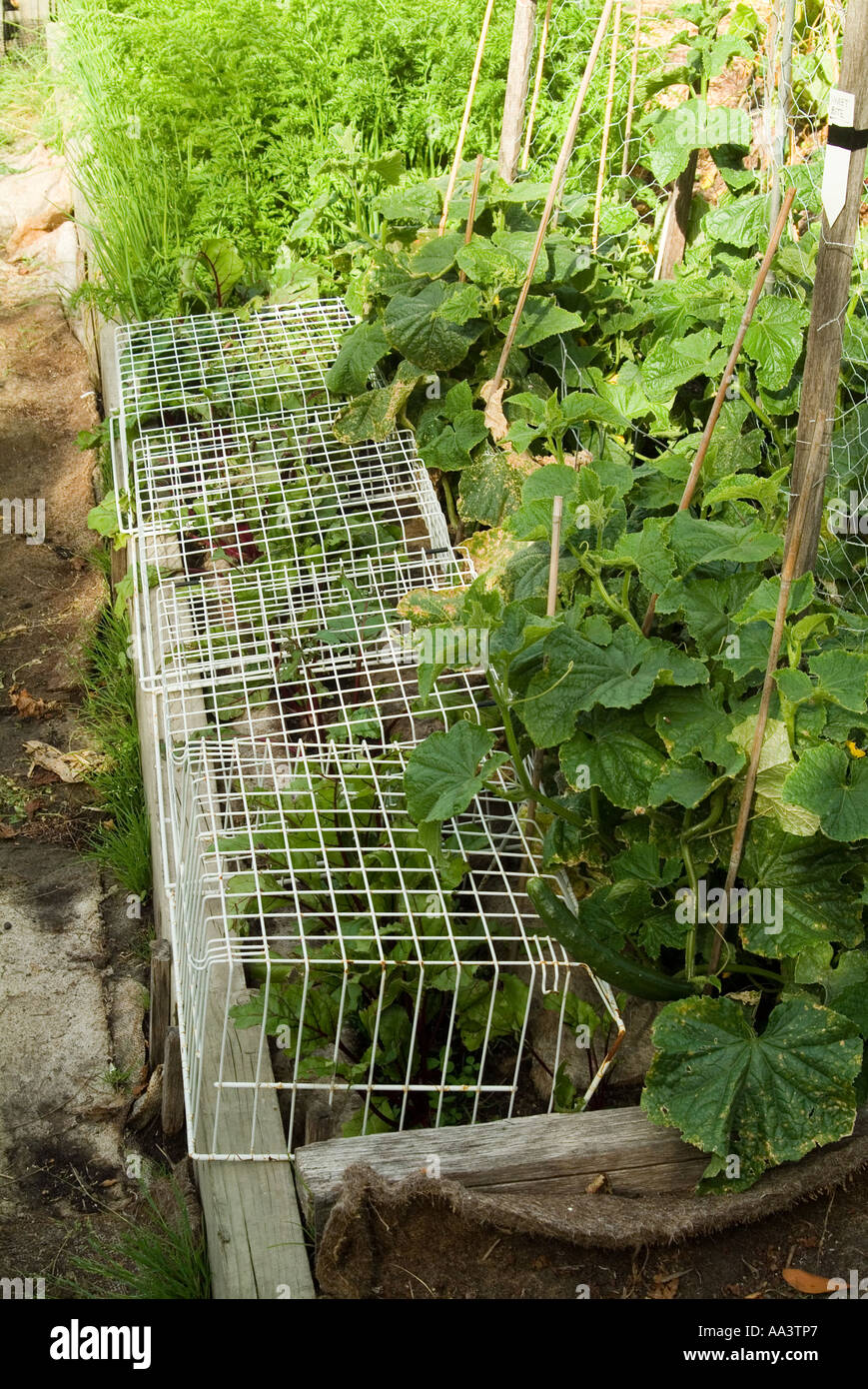 Discarded wire mesh drawers used to protect seedlings from birds Stock ...