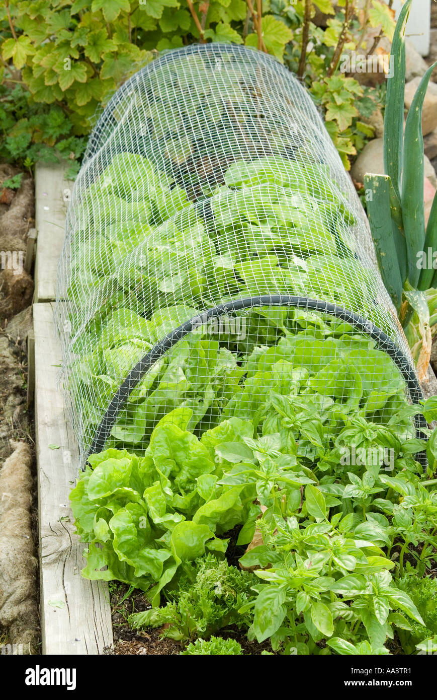 Wire mesh cage used to protect young lettuce from birds Stock Photo - Alamy