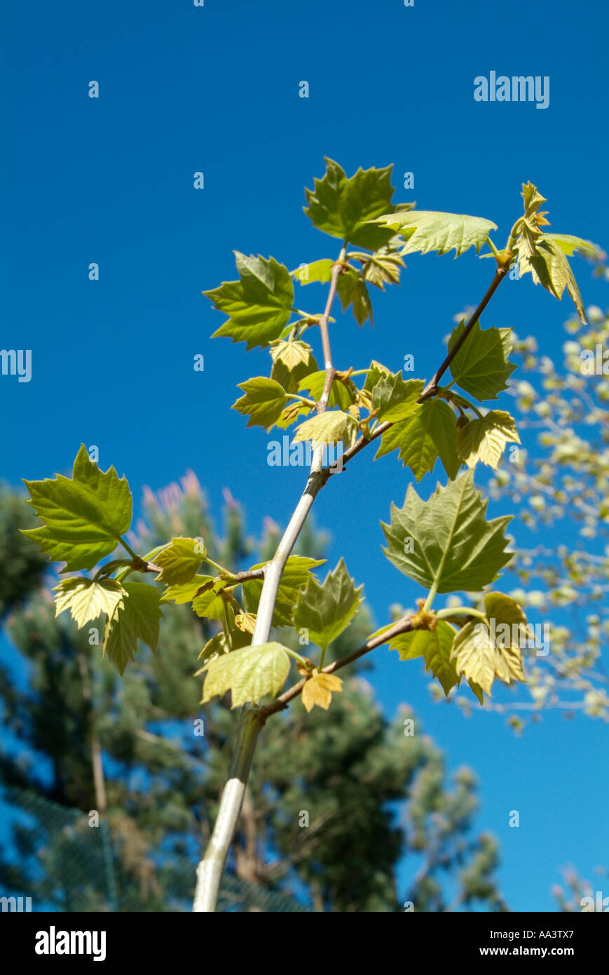 green maple tree in a portuguese park Stock Photo - Alamy