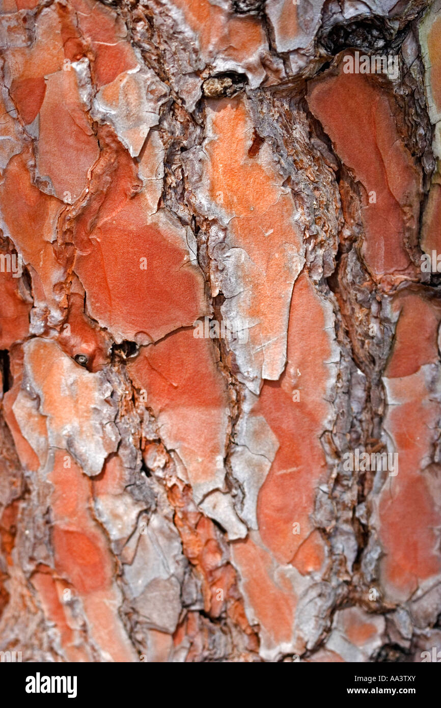 Trunk of a Pine Tree, Australia Stock Photo - Alamy