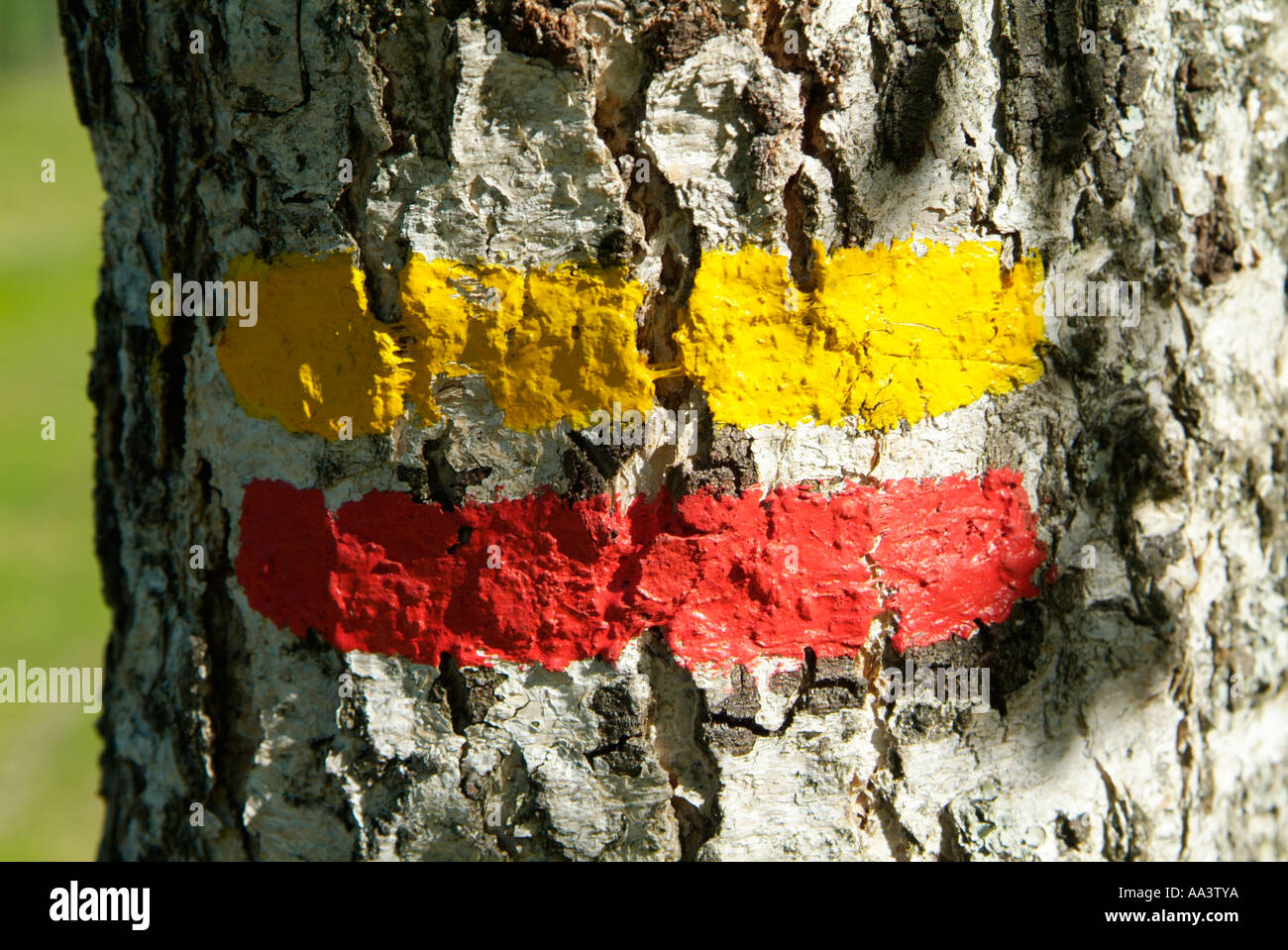 wlaking path sign drawn on a tree Stock Photo - Alamy