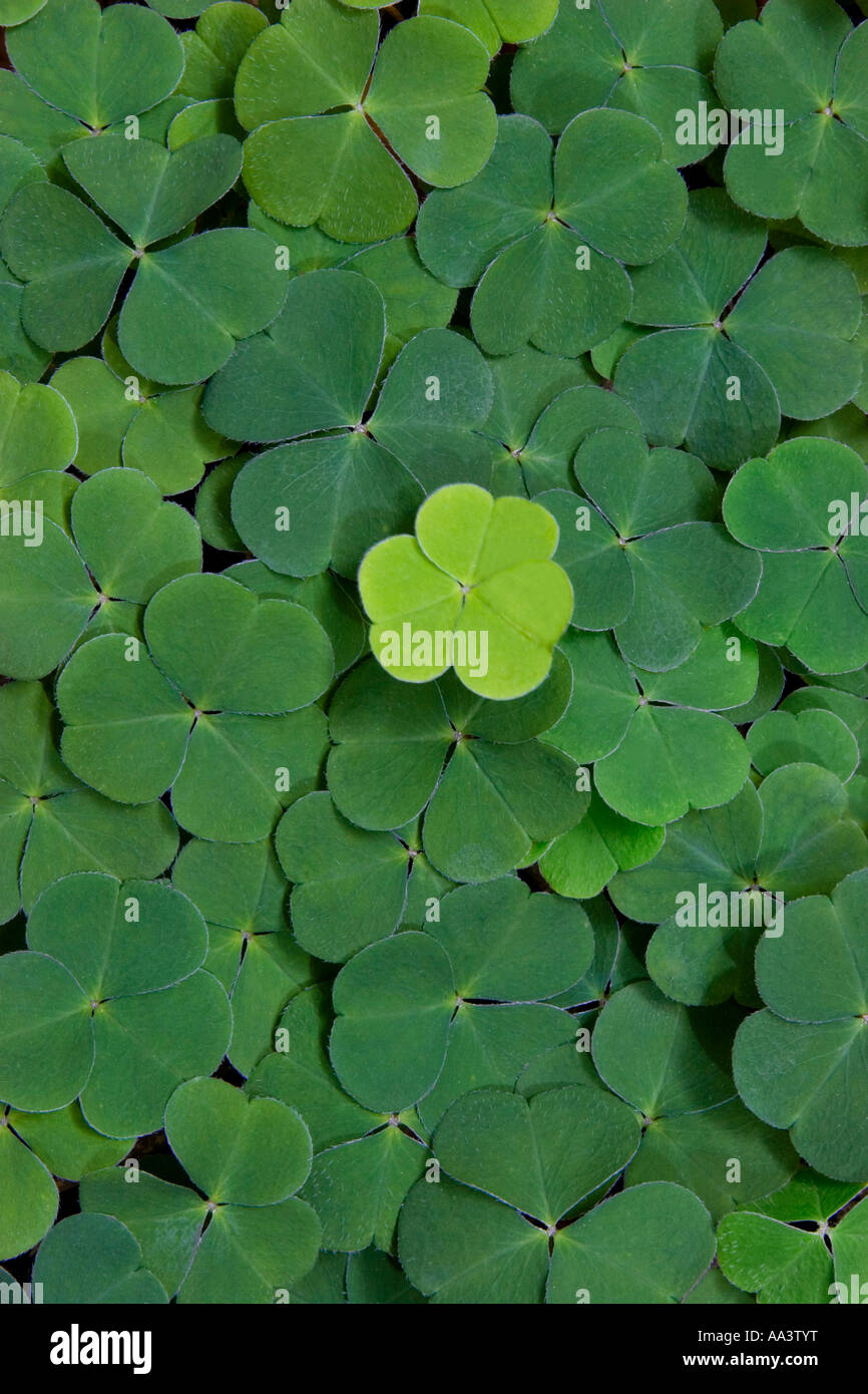 Carpet clover hi-res stock photography and images - Alamy