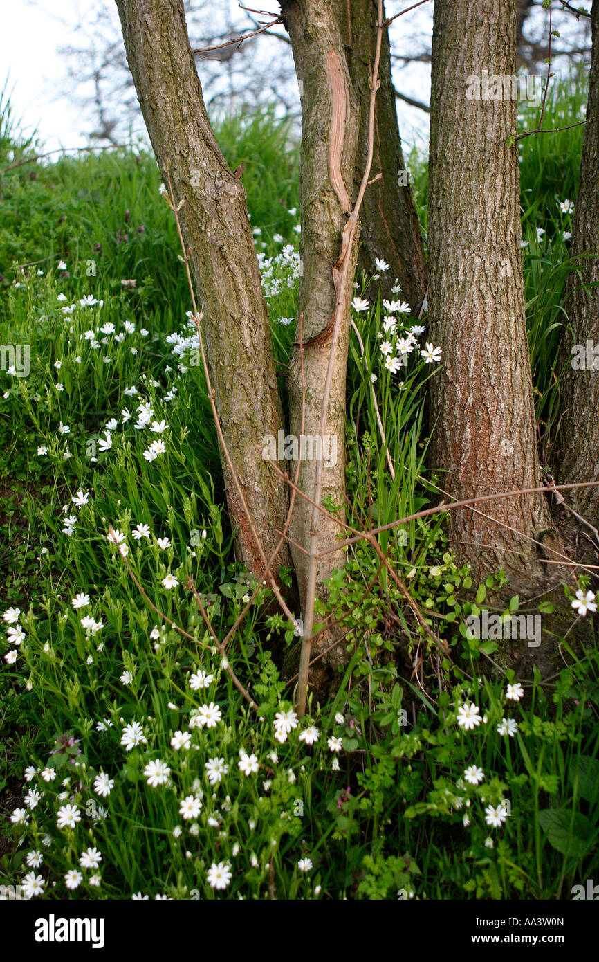 wild spring flowers in old hedgerow Belgrade Serbia Stock Photo - Alamy