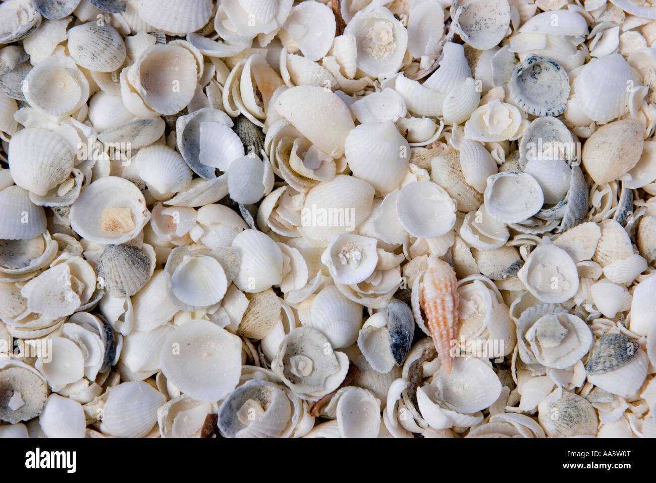 Shell Beach in the Shark Bay Area, Western Australia Stock Photo - Alamy