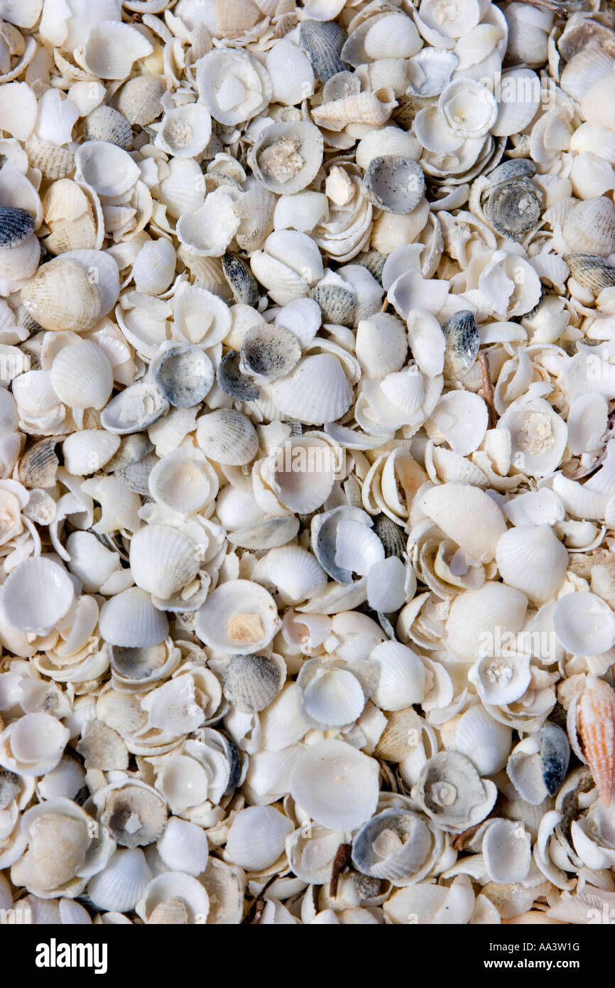 Shell Beach in the Shark Bay Area, Western Australia Stock Photo - Alamy