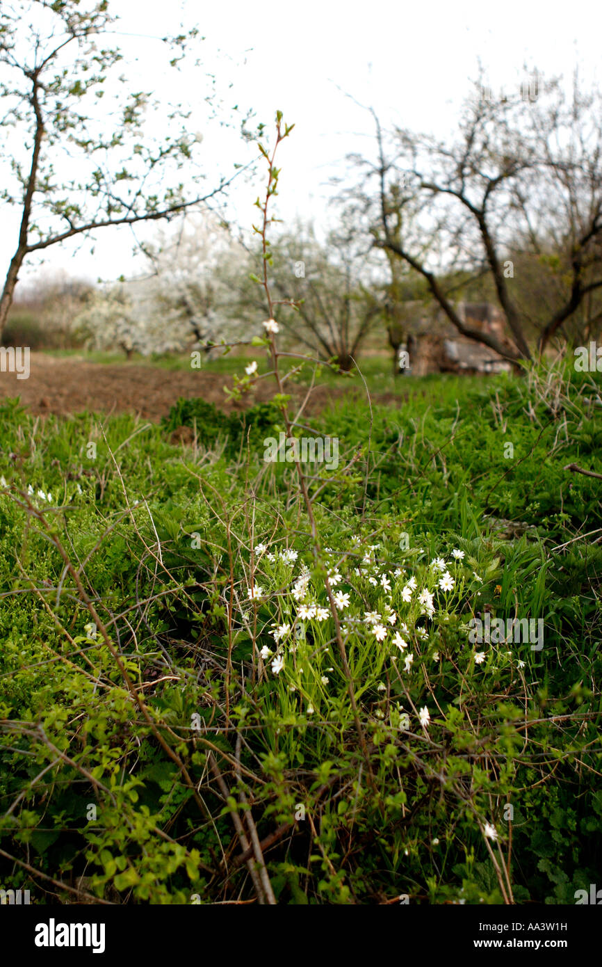 Spring hedgerow flowers hi-res stock photography and images - Alamy