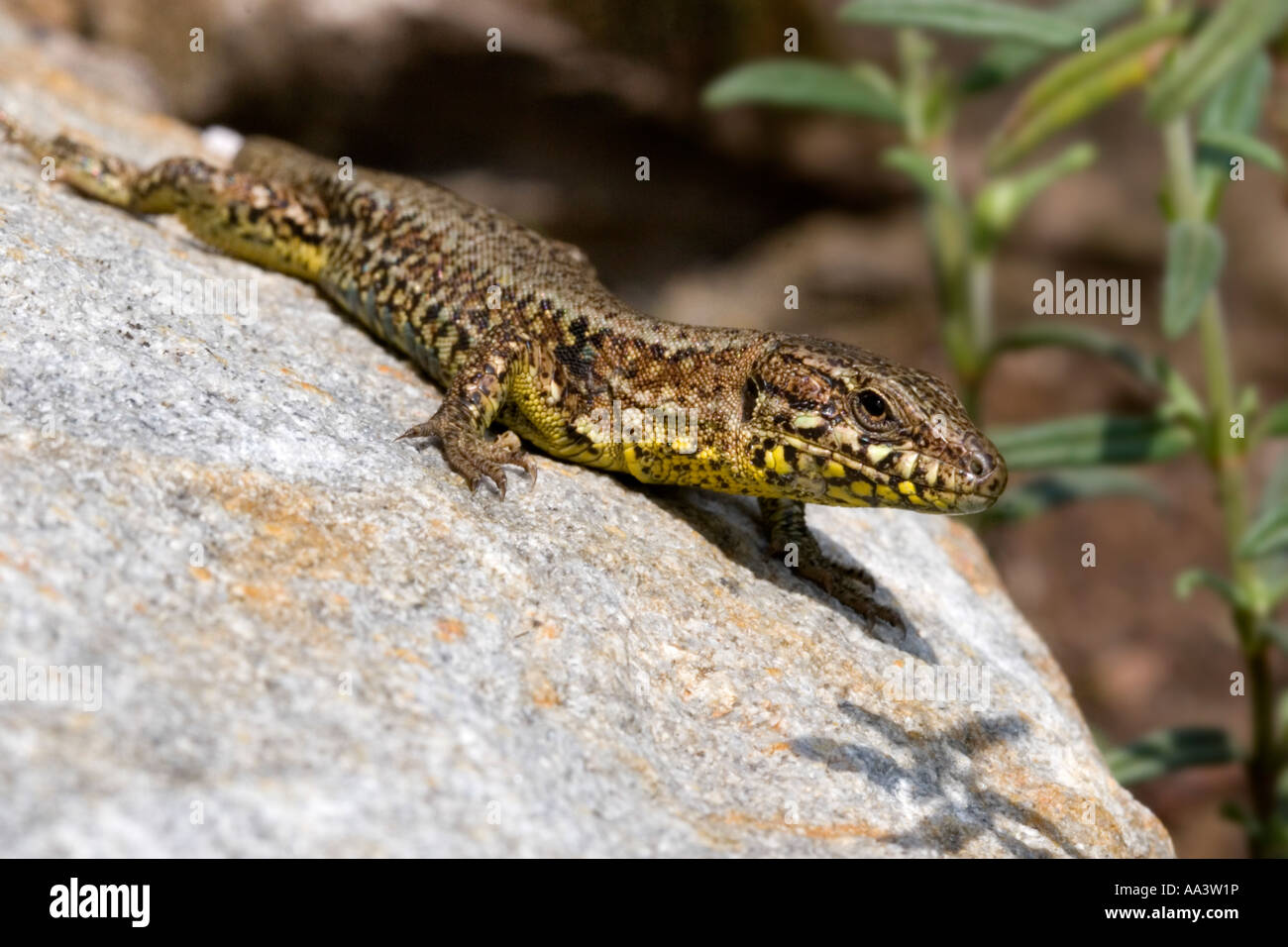Sunbathing lizard hi-res stock photography and images - Alamy