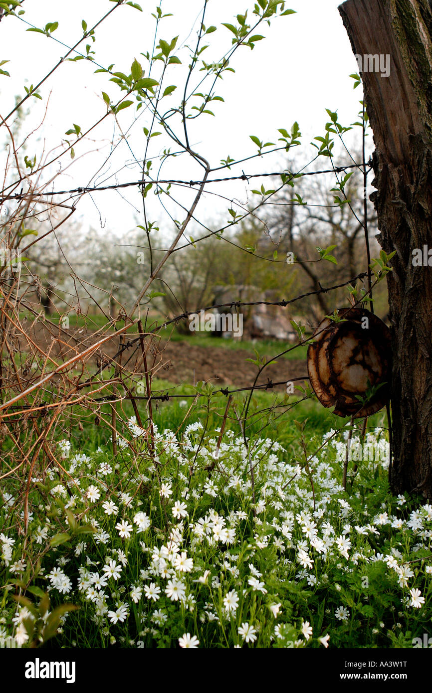wild spring flowers in old hedgerow Belgrade Serbia Stock Photo - Alamy