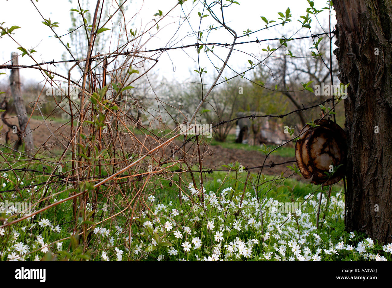 wild spring flowers in old hedgerow Belgrade Serbia Stock Photo - Alamy
