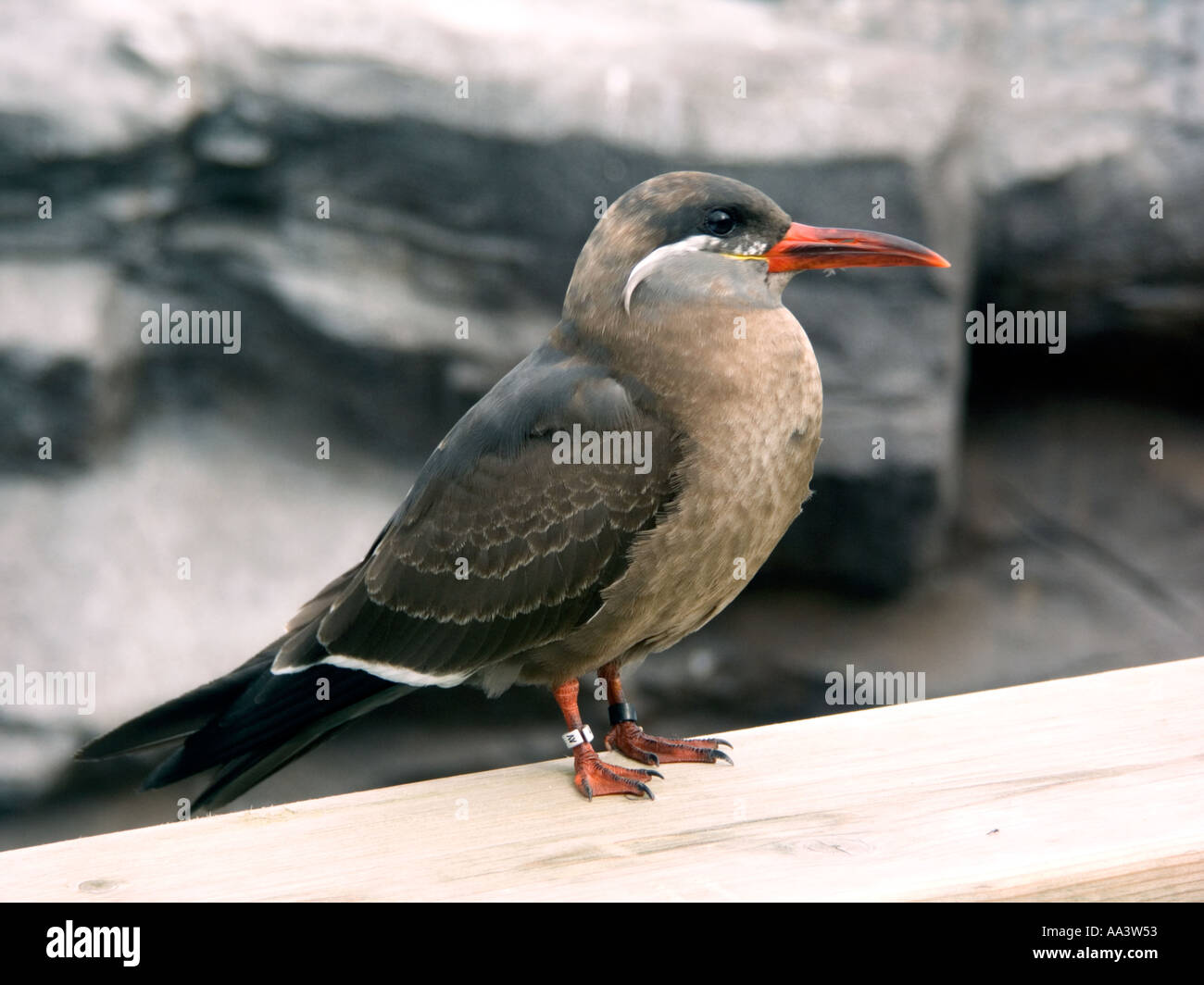 Inca Tern ( Larosterna inca Stock Photo - Alamy