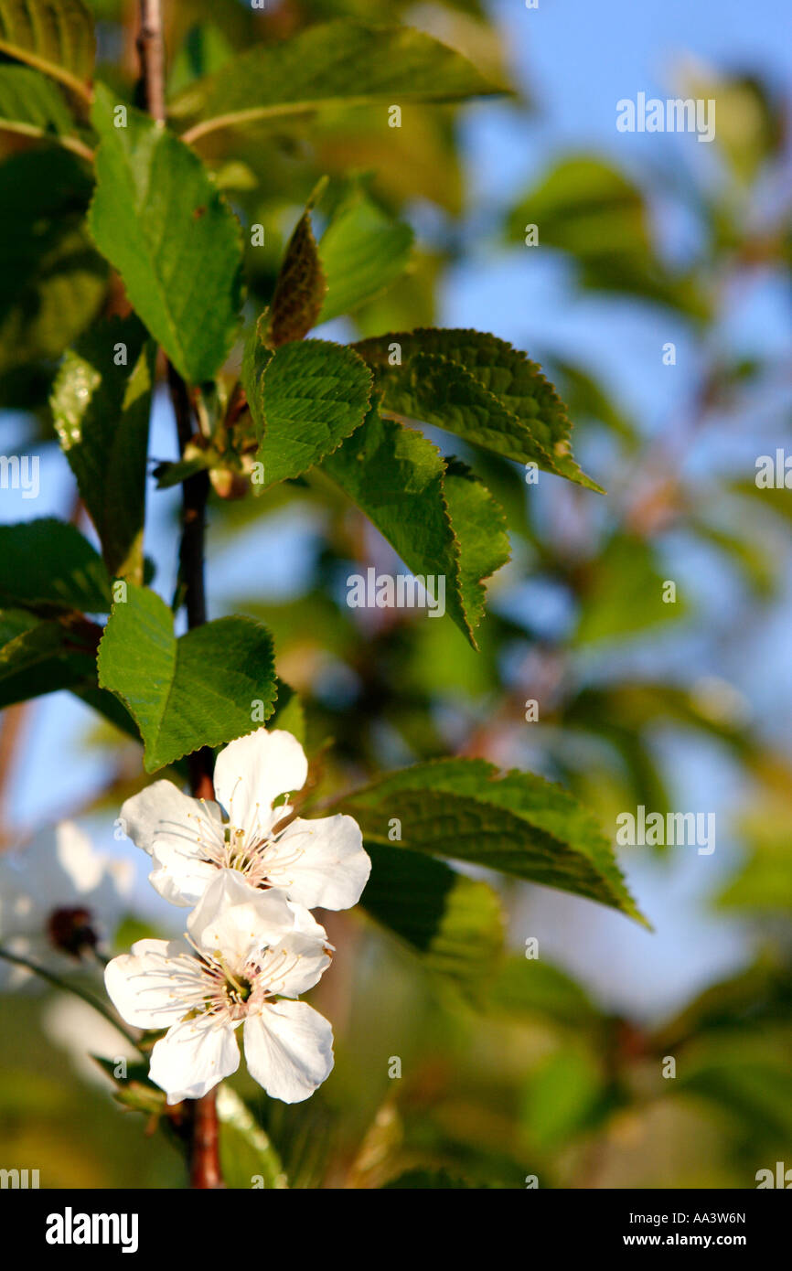 apple blossom in orchard Belgrade Serbia Stock Photo - Alamy