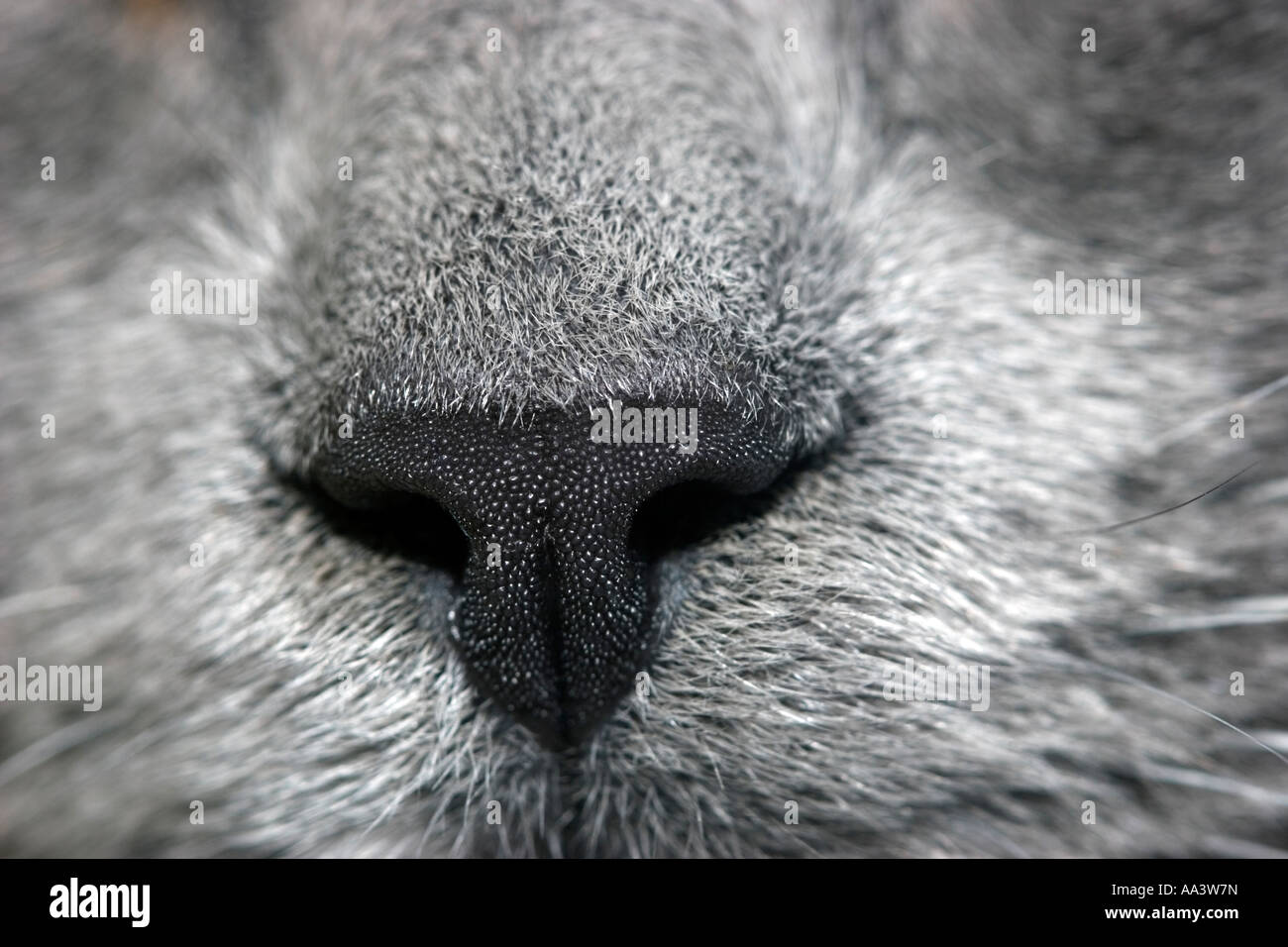 Cat nose close up hi-res stock photography and images - Alamy
