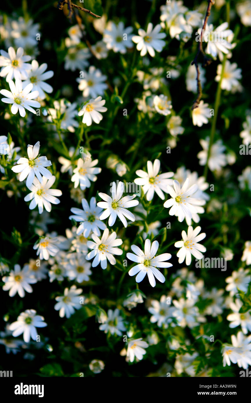 bindweed in flower spring Belgrade Serbia Stock Photo - Alamy