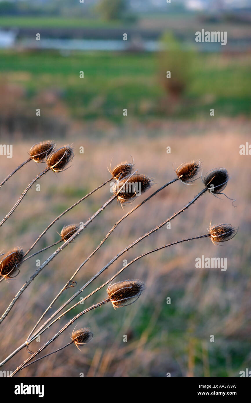 bull rush reed plants on edge of field Belgrade Serbia Stock Photo - Alamy