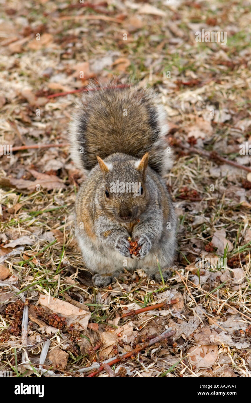 Animal canada wildlife squirrel hi-res stock photography and images - Alamy