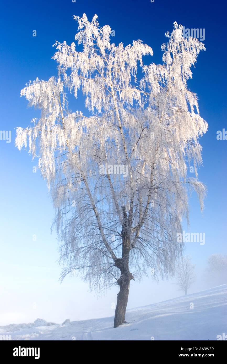 A Frozen Tree Stock Photo - Alamy