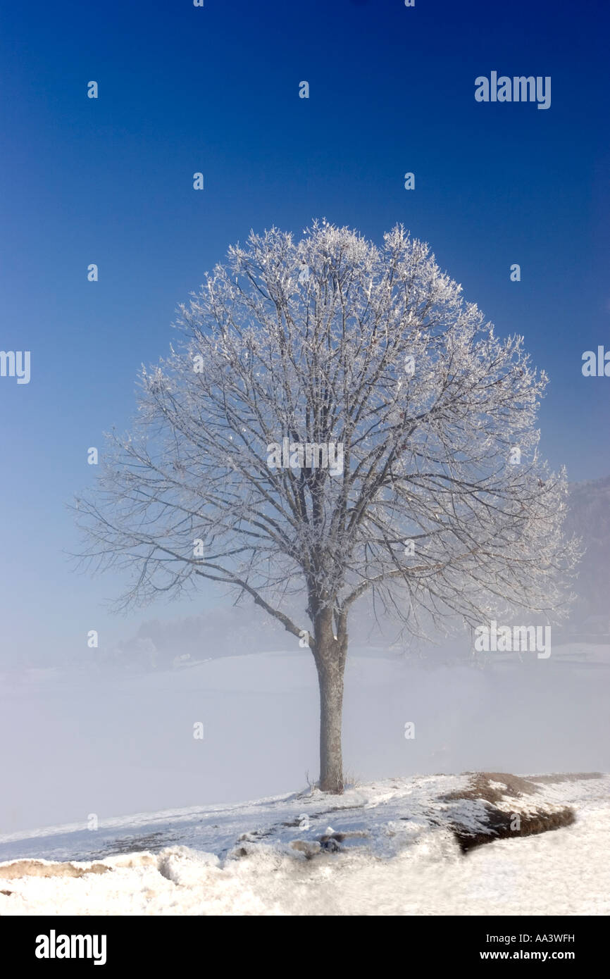 A Frozen Tree Stock Photo - Alamy