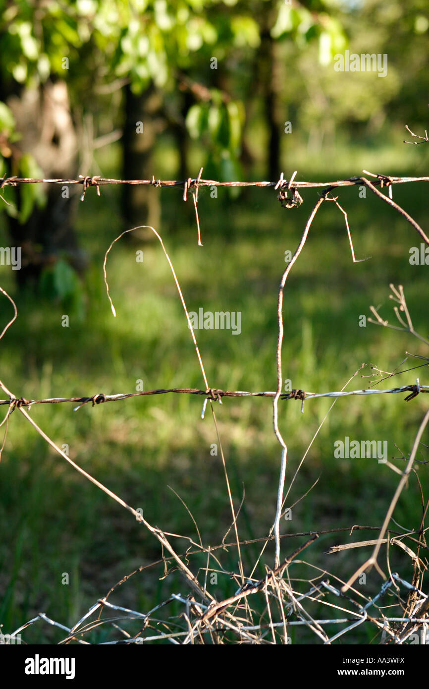 old barbed wire fence around and apple orchard Belgrade Serbia Stock ...