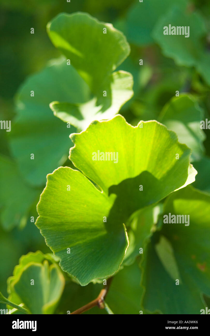 The leaves of the ancient Gingko Biloba tree also known as the ...
