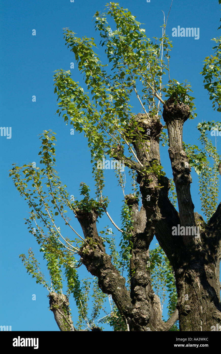 Pollarded plane tree hi-res stock photography and images - Alamy