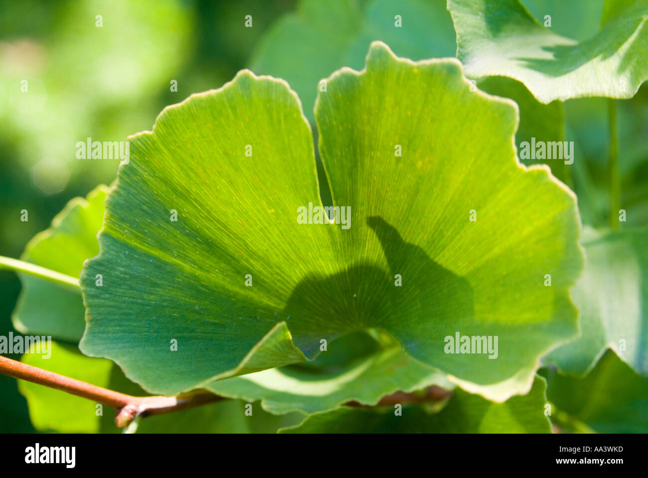 The leaves of the ancient Gingko Biloba tree also known as the ...
