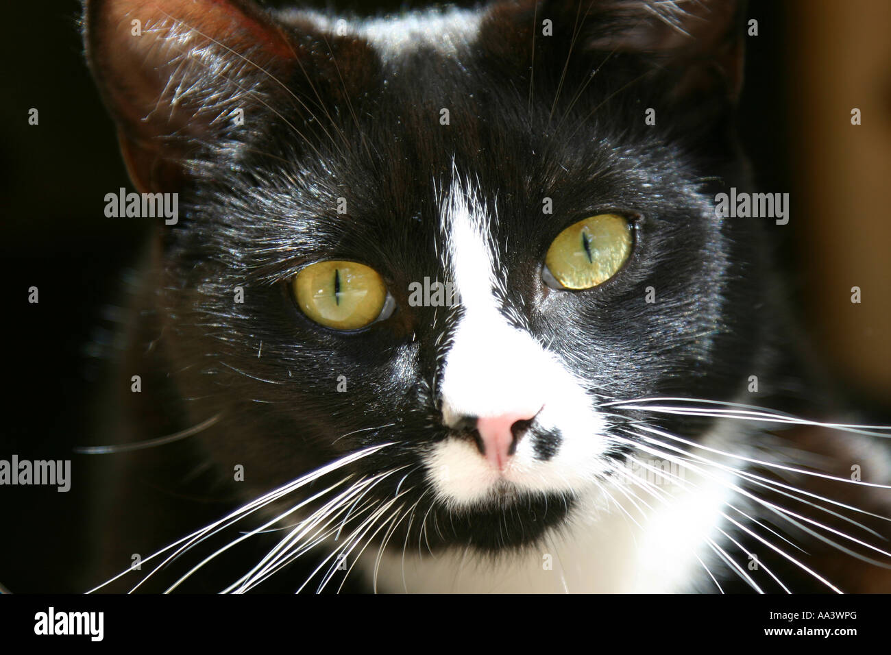 White socks cat hi-res stock photography and images - Alamy