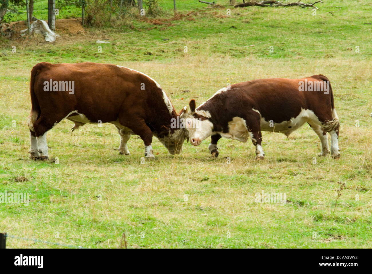 Two young bulls in a field sparring with each other Stock Photo - Alamy