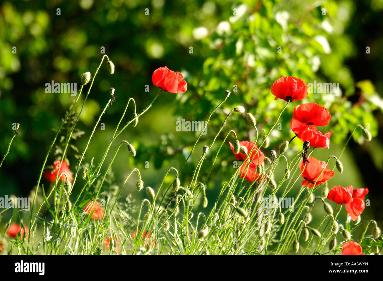 red poppies in cherry orchard spring Stock Photo - Alamy