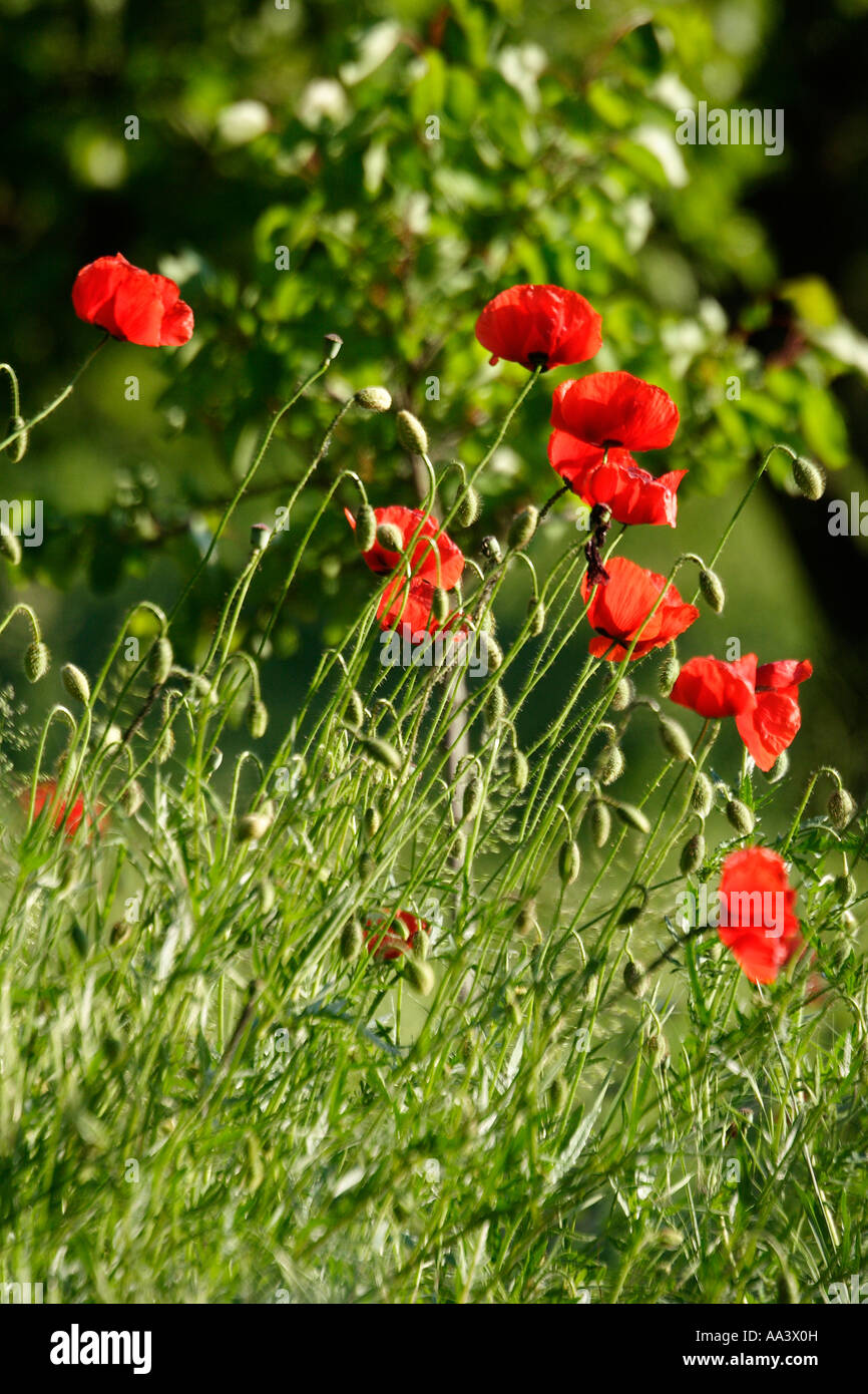 red poppies in cherry orchard spring Stock Photo - Alamy