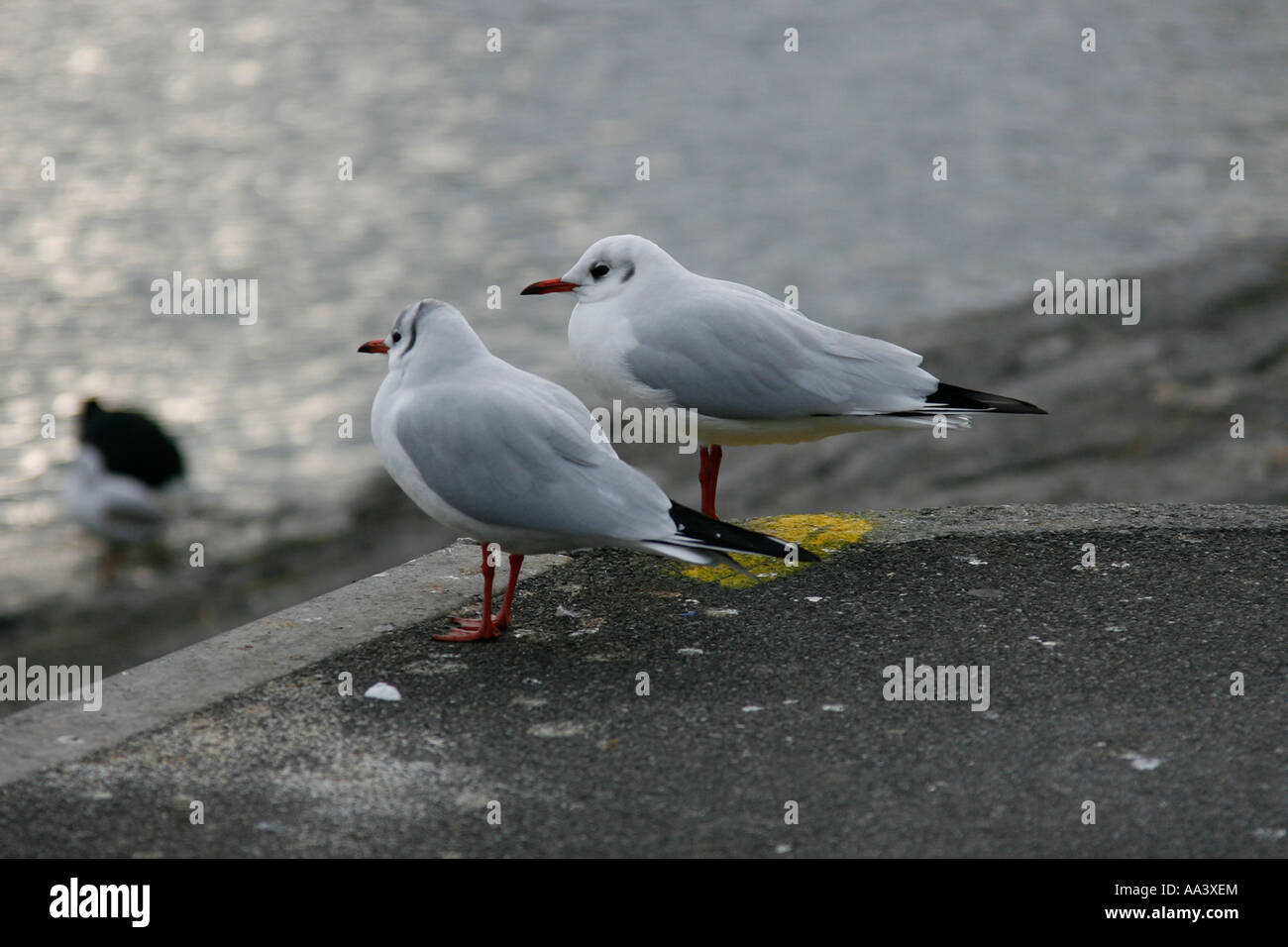 Two Black Headed Gulls on Lakeside Stock Photo - Alamy