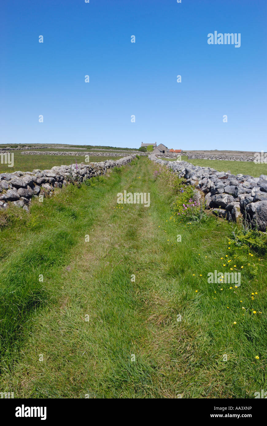 Green Lane leading to abandoned farm, West Penwith Cornwall UK Stock ...