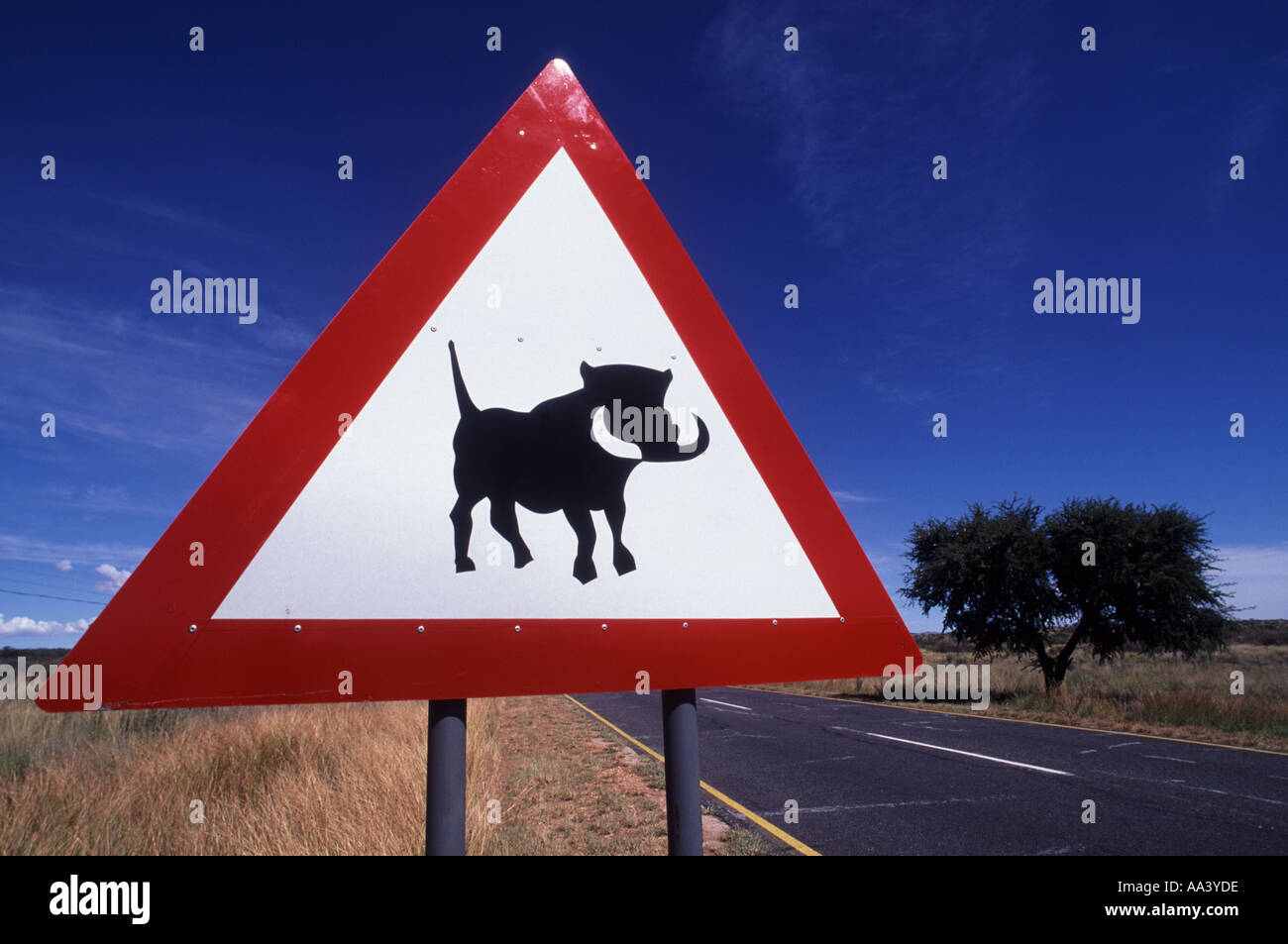 Warning danger wild boar sign hi-res stock photography and images - Alamy