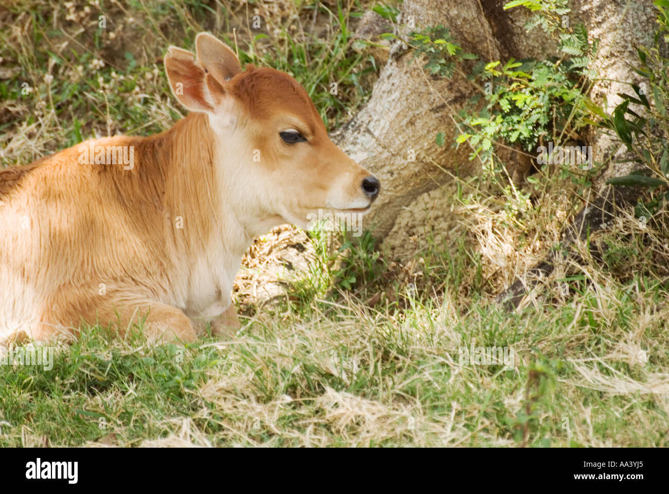 Calf Laying Down Resting In Pasture Taiwan Kenting National Park Stock ...