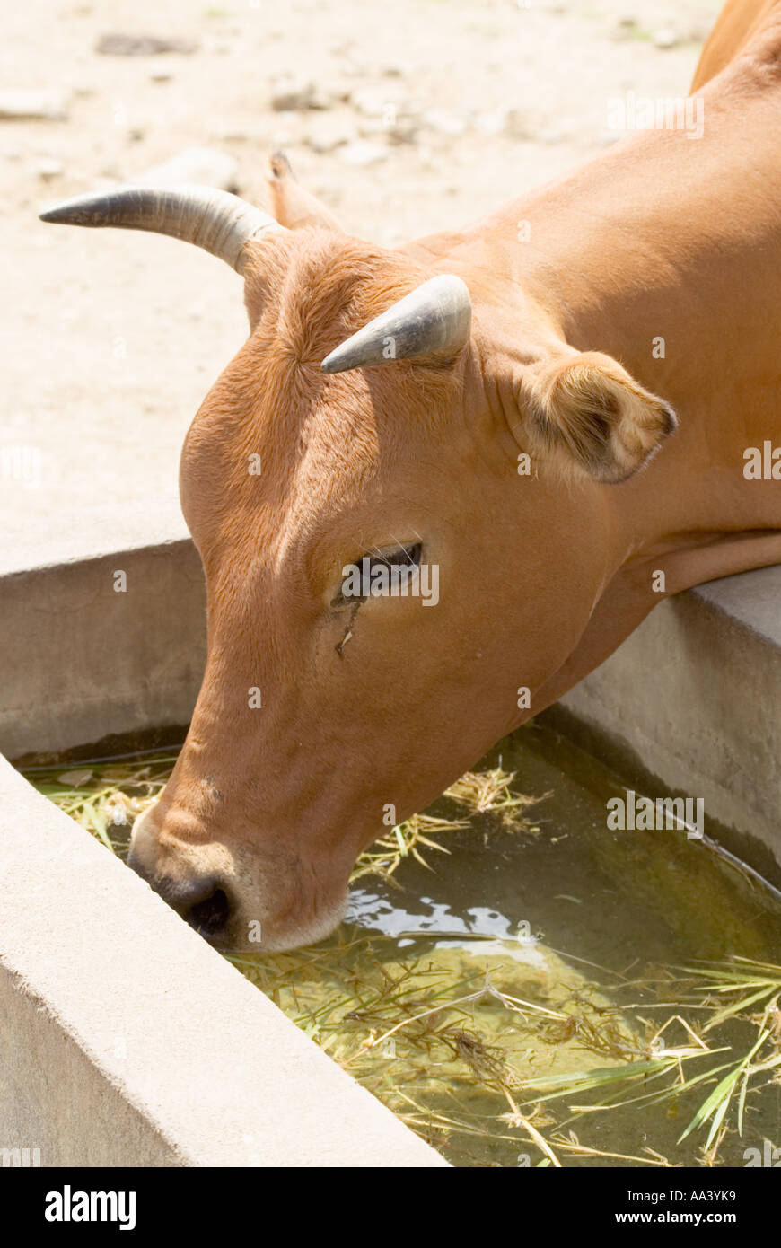 Close Up Of A Bull Drinking Water From Trough Taiwan Kenting National ...