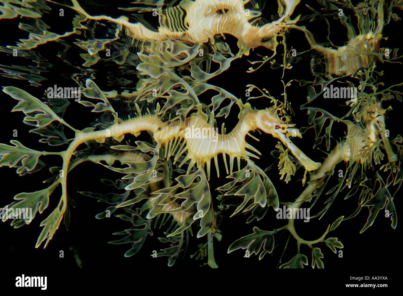 Leafy sea dragon Phyllopteryx eques matches its surroundings with fins ...