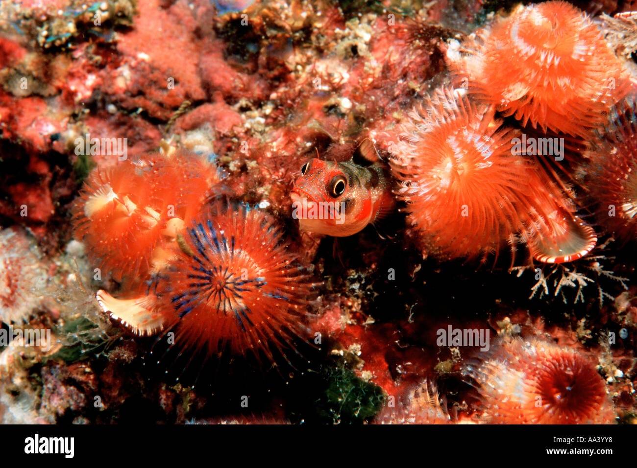 Barnacle sp hi-res stock photography and images - Alamy