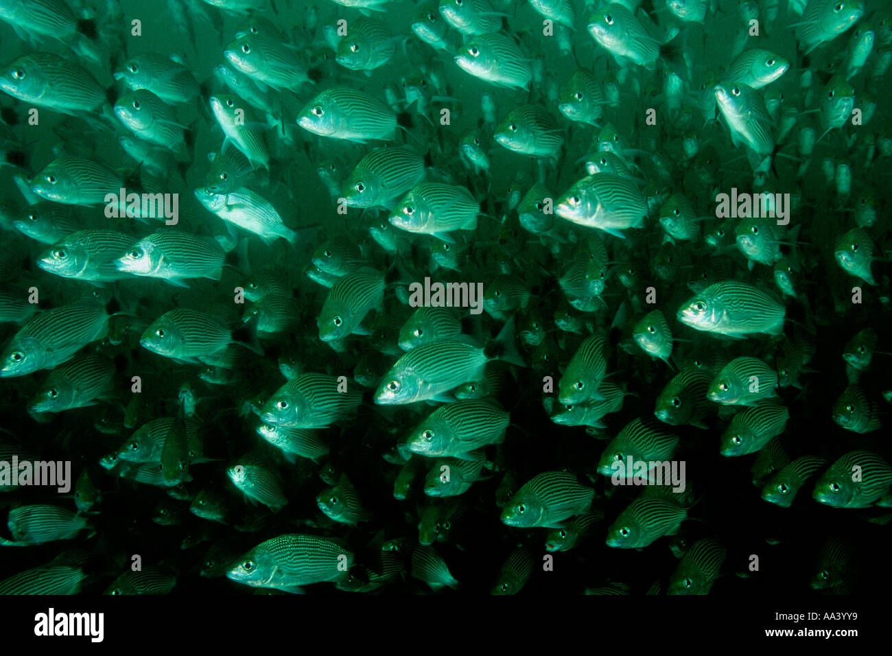 Spottail grunt hi-res stock photography and images - Alamy