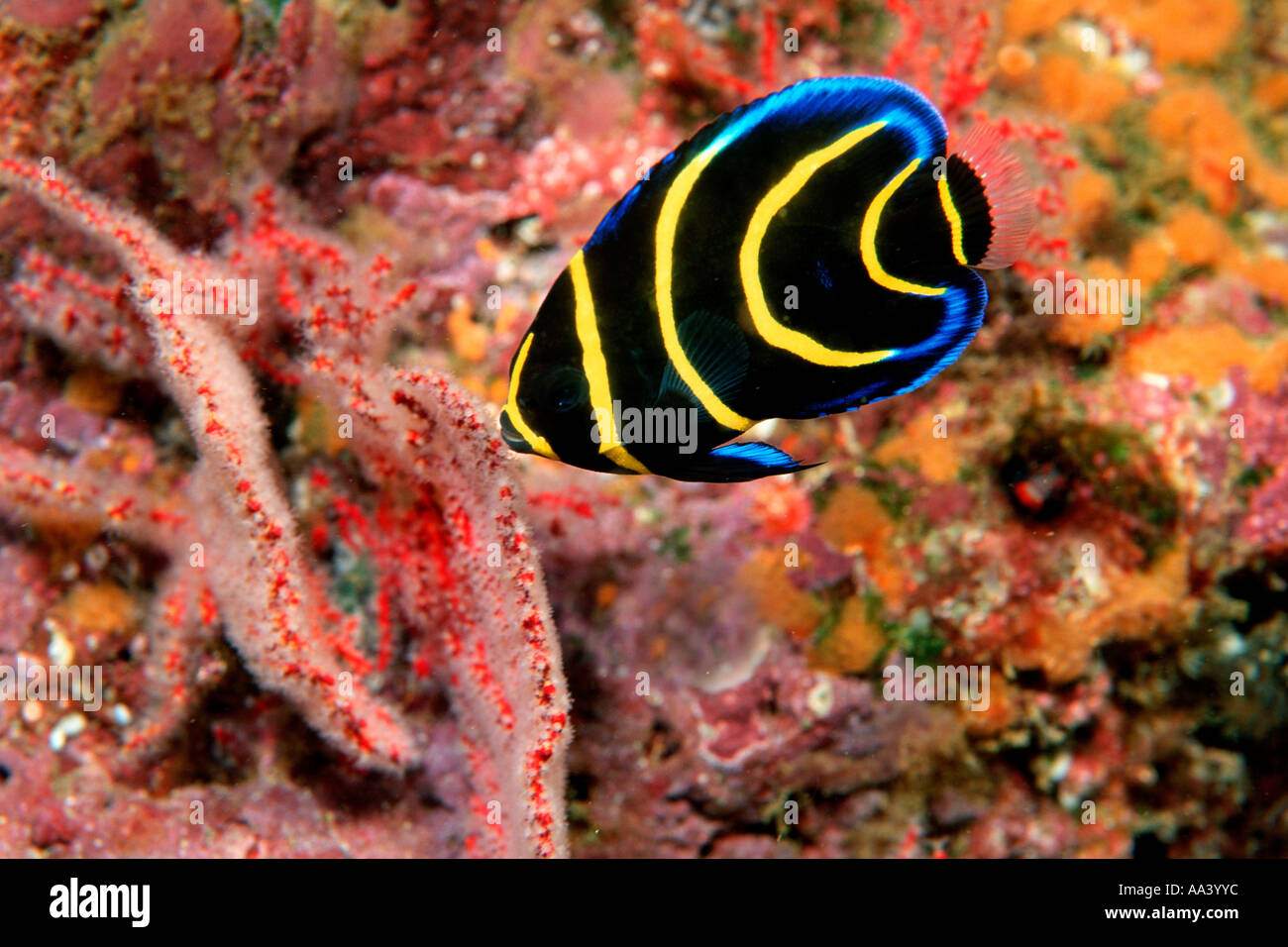 Juvenile Cortez angelfish Pomacanthus zonipectus Stock Photo - Alamy