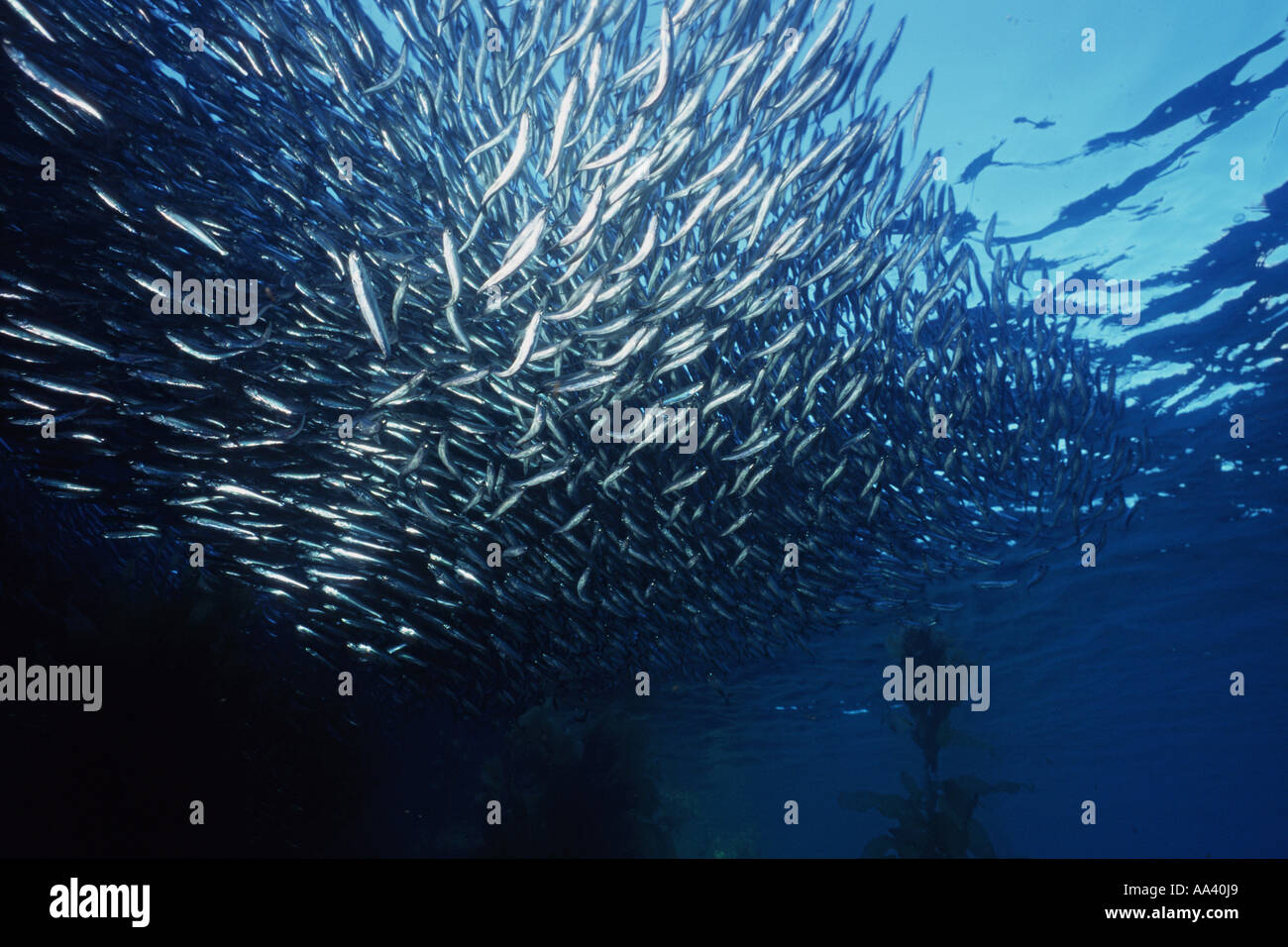 Northern anchovy fish hi-res stock photography and images - Alamy