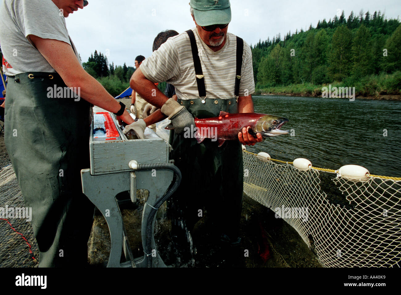 Wildlife biologists tag and release Sockeye salmon Stock Photo - Alamy