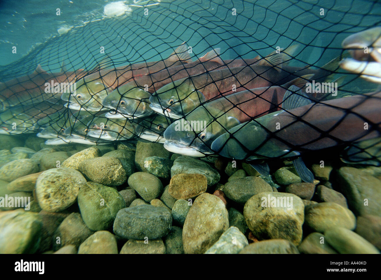 Wildlife biologists tag and release Sockeye salmon Stock Photo - Alamy
