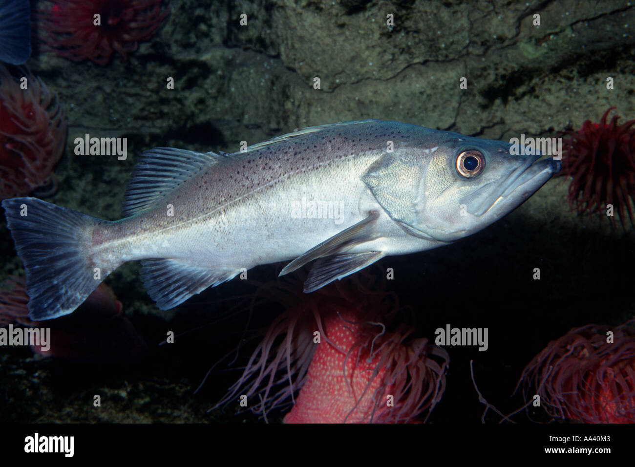 Bocaccio Sebastes paucispinis can live to be 30 years old Stock Photo ...
