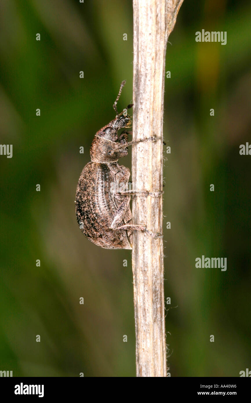 Nucum hi-res stock photography and images - Alamy