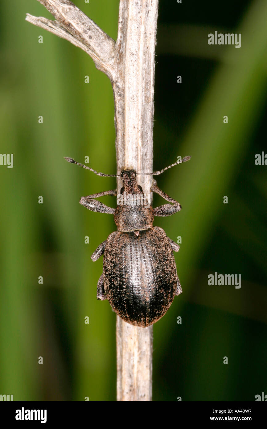Nut weevil curculio nucum hi-res stock photography and images - Alamy