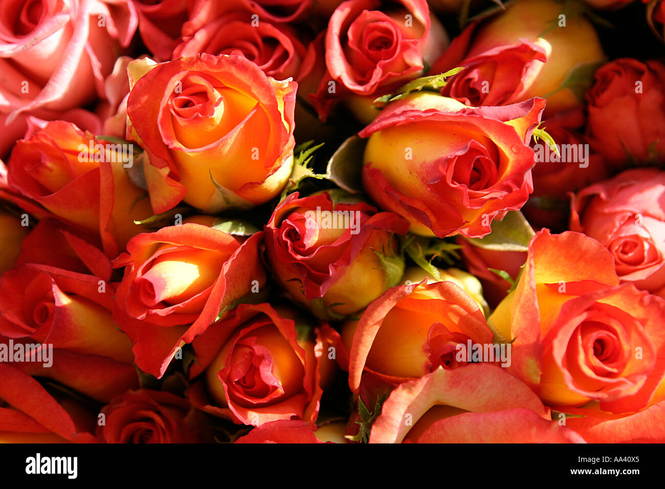 Red roses bunch Stock Photo - Alamy