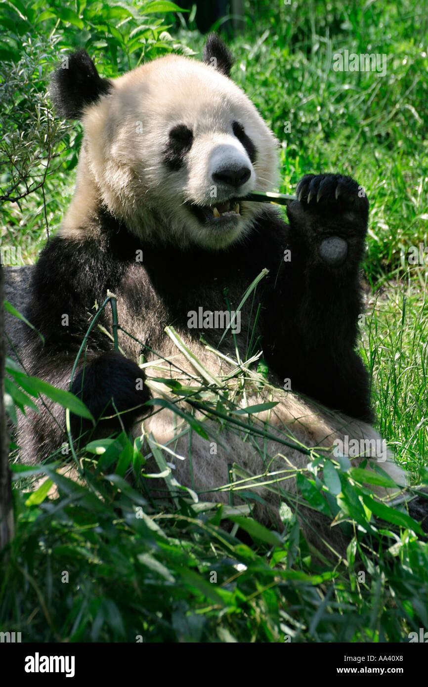 Pande hi-res stock photography and images - Alamy